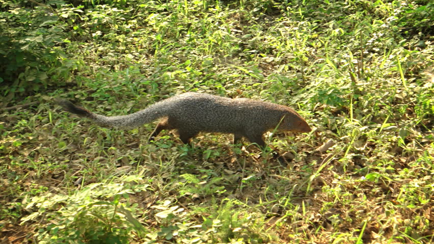 Solitary. Indian Brown Mongoose. Stalking Stock Footage Video (100% ...