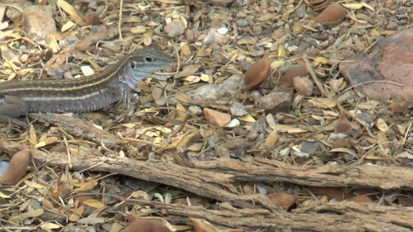 Whiptail Lizard Waves Arms, Like Stock Footage Video (100% Royalty-free ...