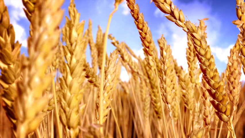 Nice Cartoon Animation Of Wheat Field Over Sunburst Seamless Loop With ...
