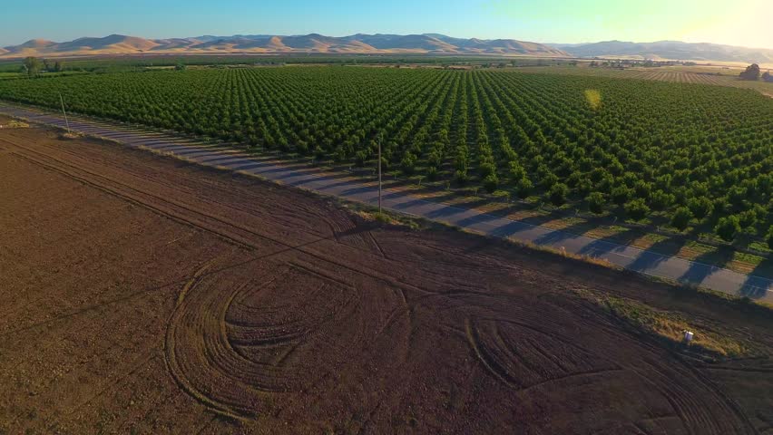 Stock Video Clip of Agriculture Almond Tree Farm Crops Central Valley ...