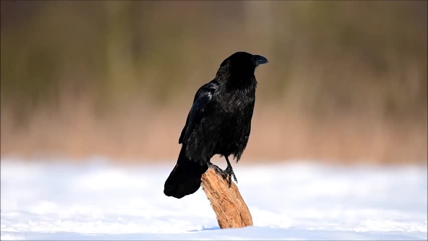 Raven Perched On Branch Stock Footage Video 2084840 | Shutterstock