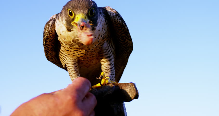 Brown Falcon on hand image - Free stock photo - Public Domain photo ...