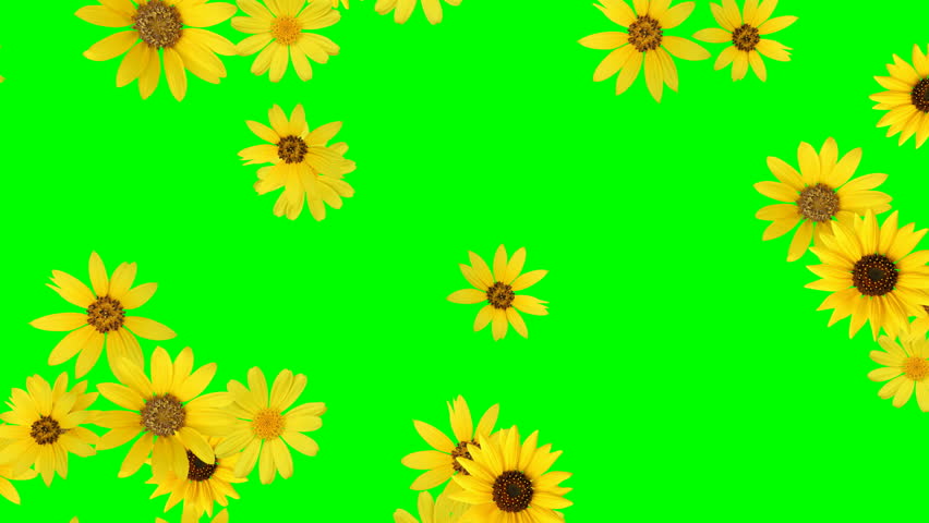 Floral Background (sunflower) - Alpha, Looping Animation Stock Footage ...