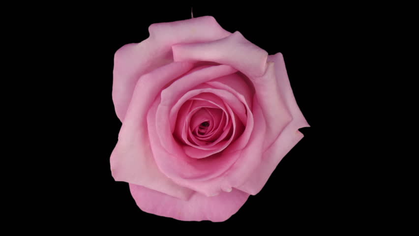 Time-lapse Of Dying Pink "Blushing Akito" Rose 7a In PNG+ Format With ...