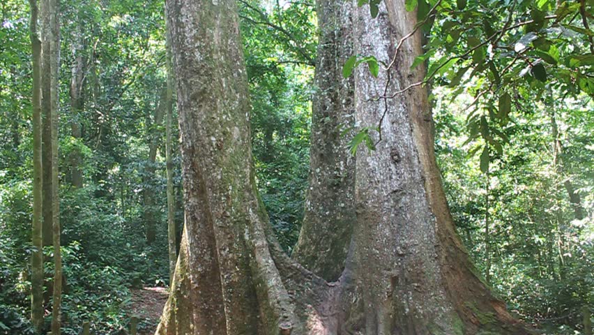 MS Rain Forest Tree With Vines Hanging From It In St.Croix, U.S. Virgin ...