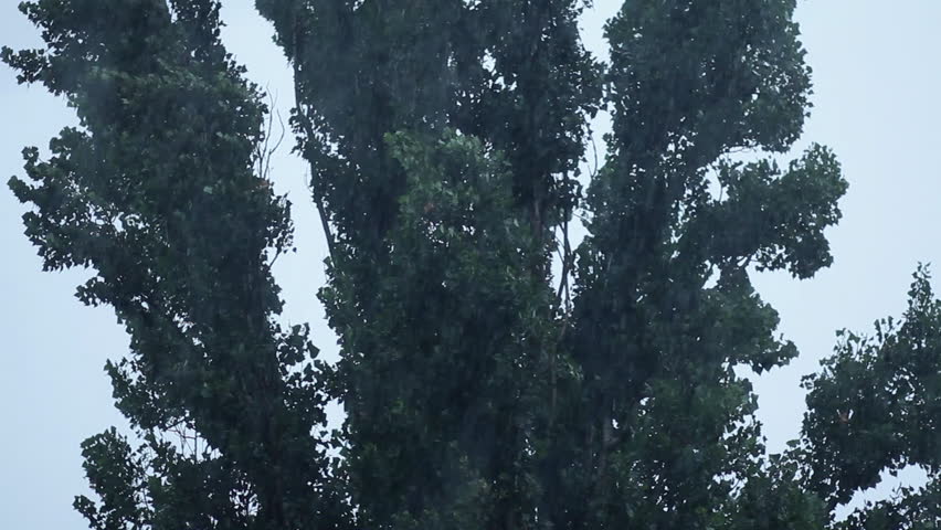 Wind Blowing Forest Trees During Rainy Day Stock Footage Video 34978642 ...