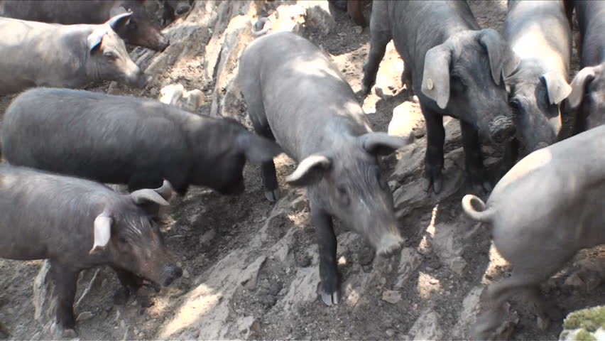 Adorable Baby Pig, Cute New Born Pig Feeding, Pigs Fed Breast Milk ...