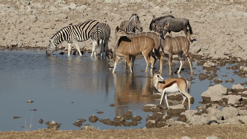 Zebra, Springbok, Kudu, Gemsbok And Wildebeest Gathering At A Waterhole ...