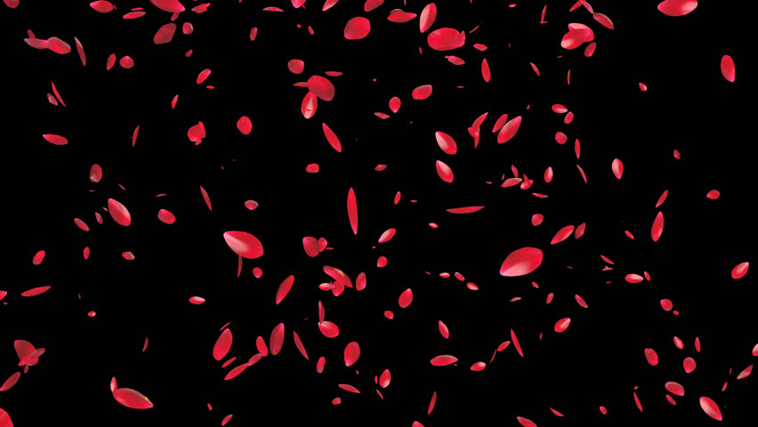 Rose Petal Particles Cracker, With Alpha Channel Stock Footage Video ...