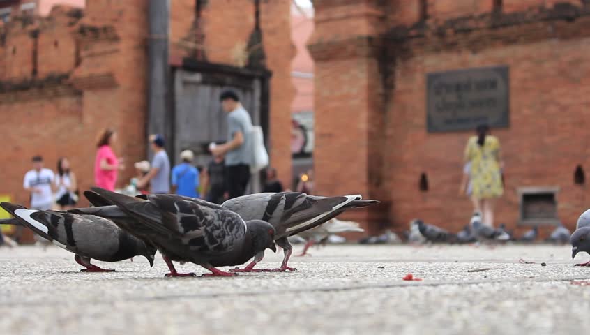 Pigeon walking around image - Free stock photo - Public Domain photo ...