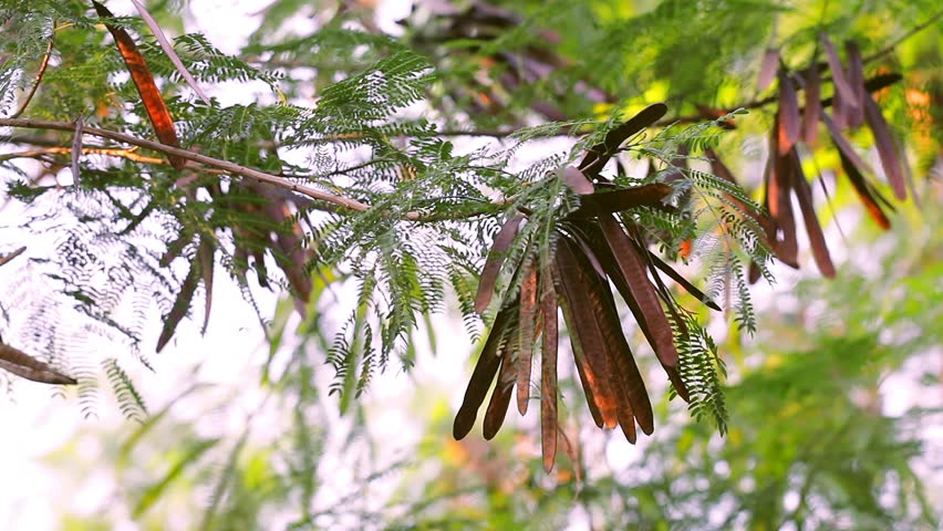 Scene of Leucaena Leucocephala On Stock Footage Video (100% Royalty ...