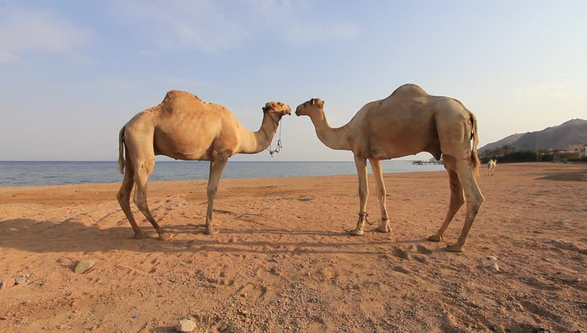 Stock video of two camels greet each other beside | 2831626 | Shutterstock