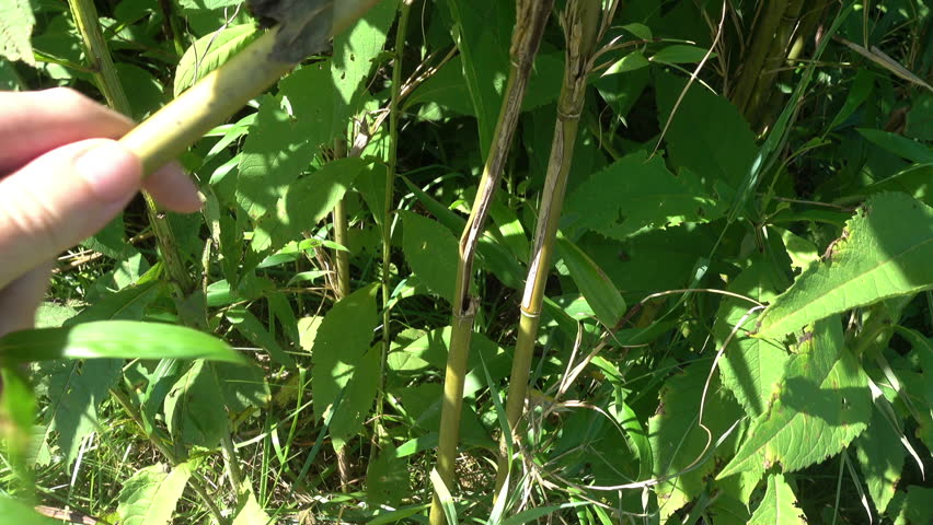 Stock Video Clip of Cane plants or river cane from Kentucky | Shutterstock