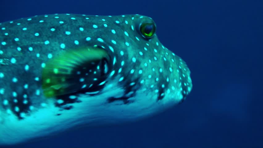 Video de stock de close up of the giant spotted | 2846356 | Shutterstock