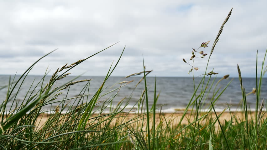 Grass Blowing In The Wind Stock Footage Video 14746378 | Shutterstock