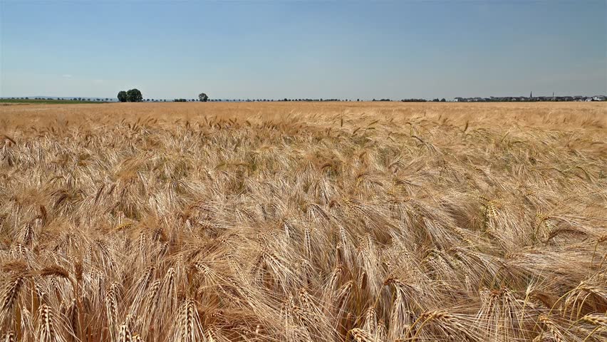 Rolling Kansas Wheat Field. Field Of Tall Wheat Swaying & Rolling In ...