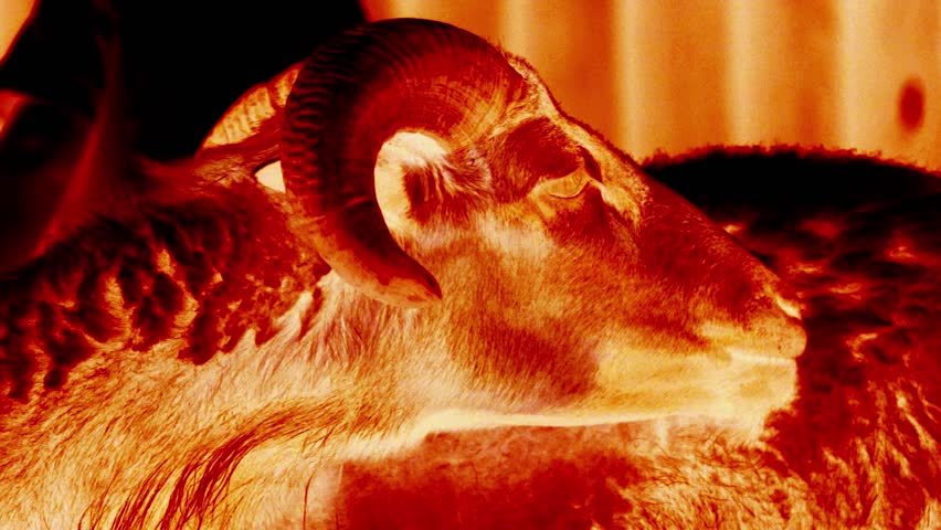 Head of Hell Goat Vidéos de stock (100 % libres de droit) 28710046 ...