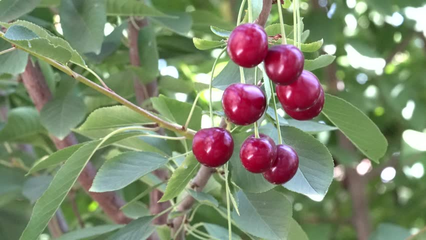 Pitanga The Surinam Cherry, Brazilian Cherry, Cayenne Cherry, Eugenia ...