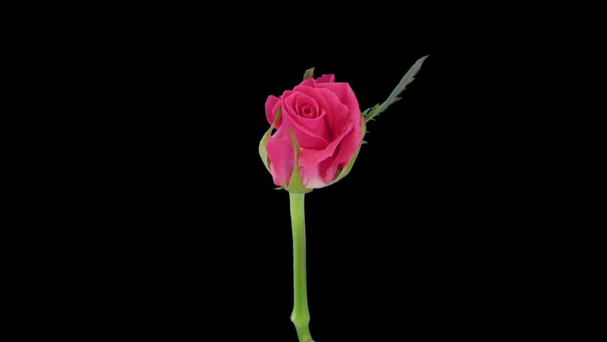 Time-lapse Of Opening "Aquarius" Rose With Alpha Matte 3 Stock Footage ...