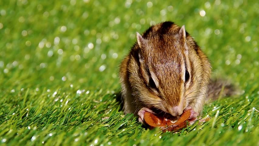 Chipmunk Eating Walnut Stock Footage Video (100% Royalty-free) 2916436 ...