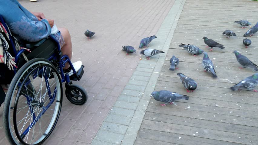 A Disabled Person Feeding Pigeons Stock Footage Video (100% Royalty ...