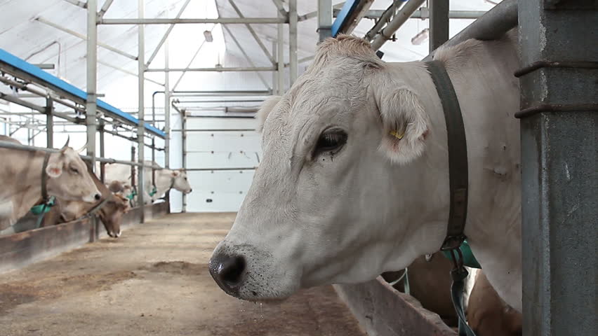 Stock video of cowshed 5 | 2934286 | Shutterstock