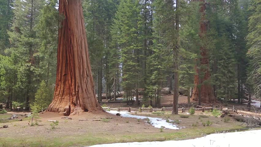 Sequoia Tree Forest at Sequoia National Park, California image - Free ...