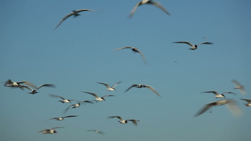 Hundreds of Birds Flying in Stock Footage Video (100% Royalty-free ...