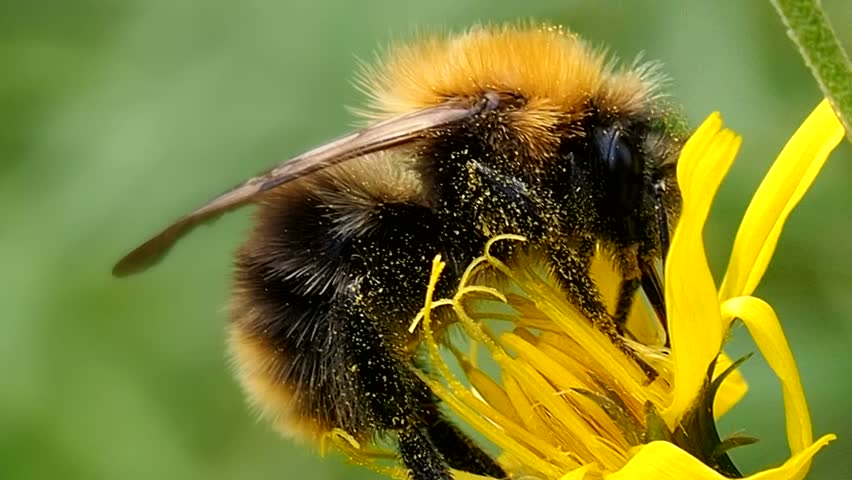 Pollen Stuck The On Hair Of A Bumblebee Gathering Nectar On A Yellow ...