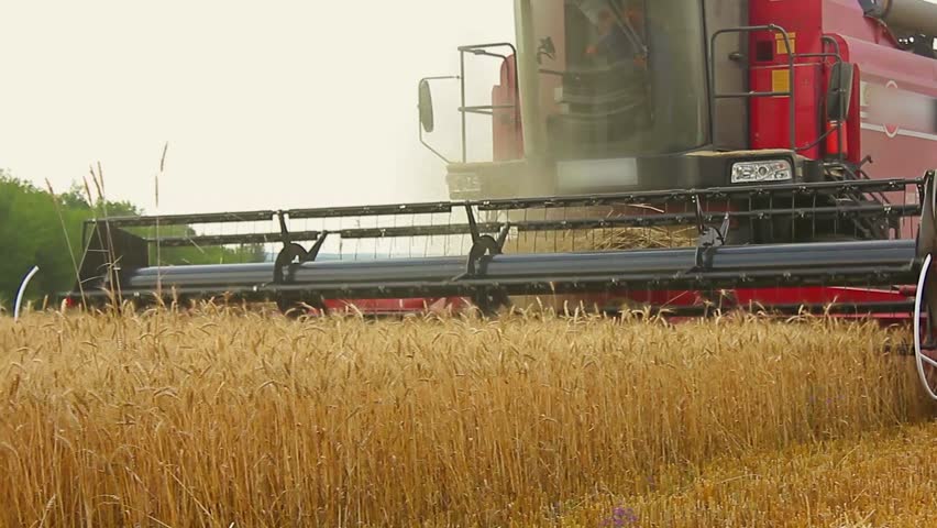 MANITOBA, CANADA On SEPTEMBER 13th: Case WD1203 Swather Cutting Wheat ...