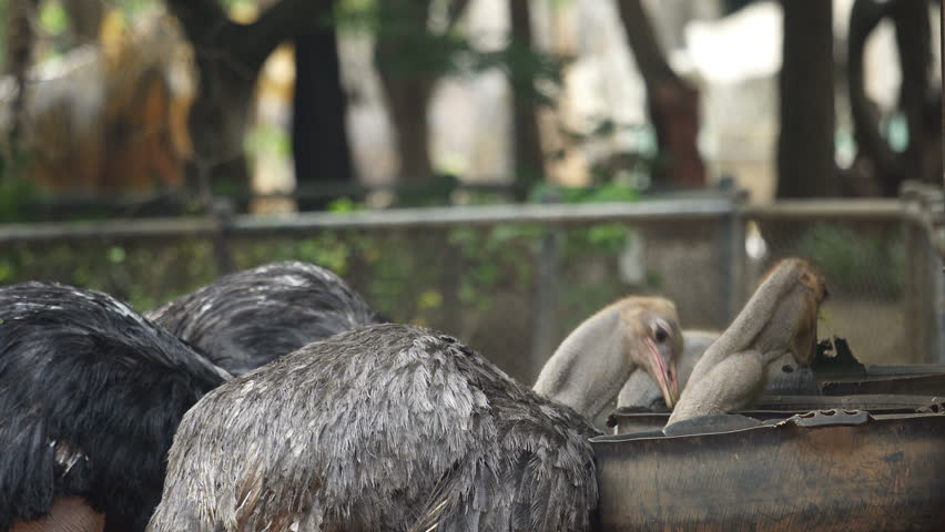 Ostrich Eat, Feeding Food in Stock Footage Video (100% Royalty-free ...