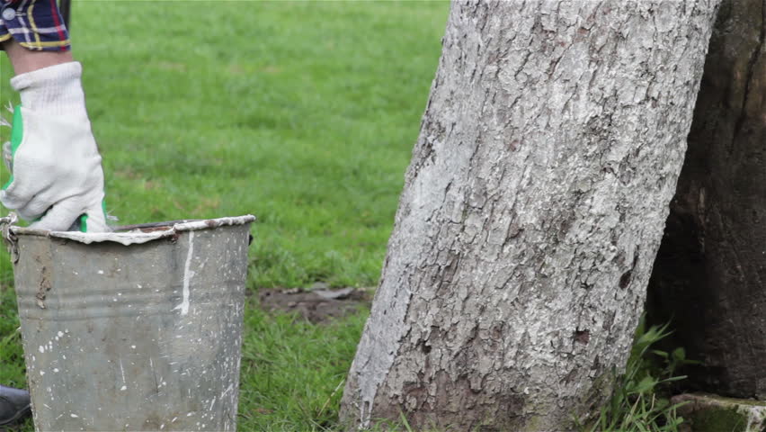 Stock video of lime to whitewash the tree | 30333076 | Shutterstock
