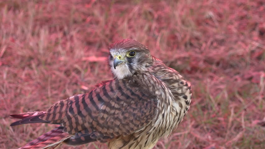 Close up of a peregrine falcon image - Free stock photo - Public Domain ...