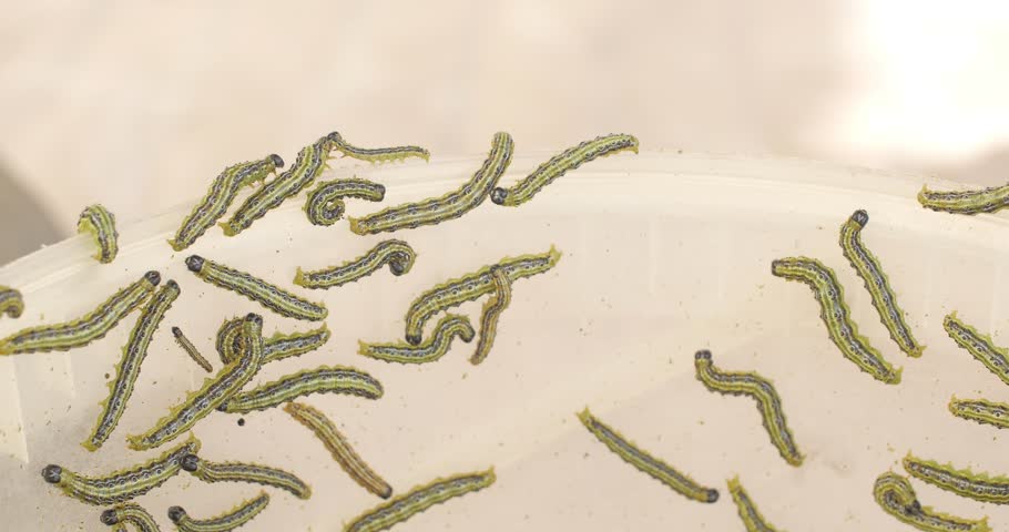 Plague Of Worms Caterpillar Infection Insects Scary Worm Silk Worm ...