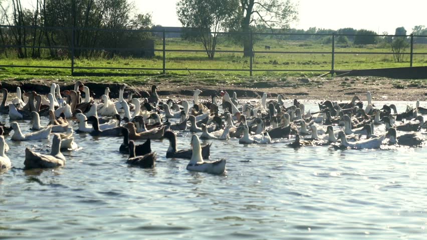 Group of Geese swimming in the water image - Free stock photo - Public ...