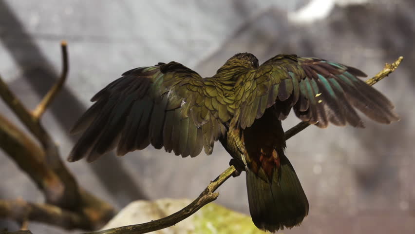 Kea Wing in New Zealand image - Free stock photo - Public Domain photo ...