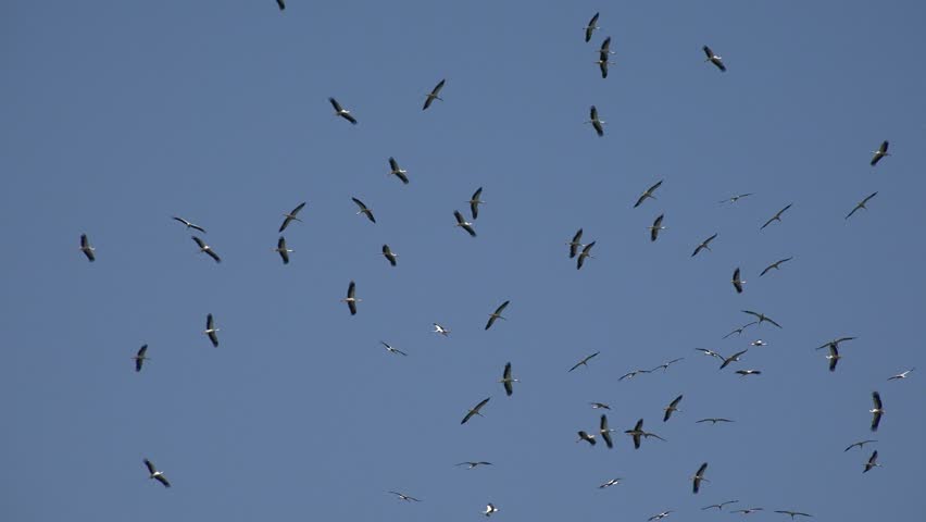 Group Of Vultures Flying Above, Against Blue Sky. Stock Footage Video ...