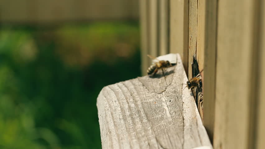 Back of Bee detail image - Free stock photo - Public Domain photo - CC0 ...