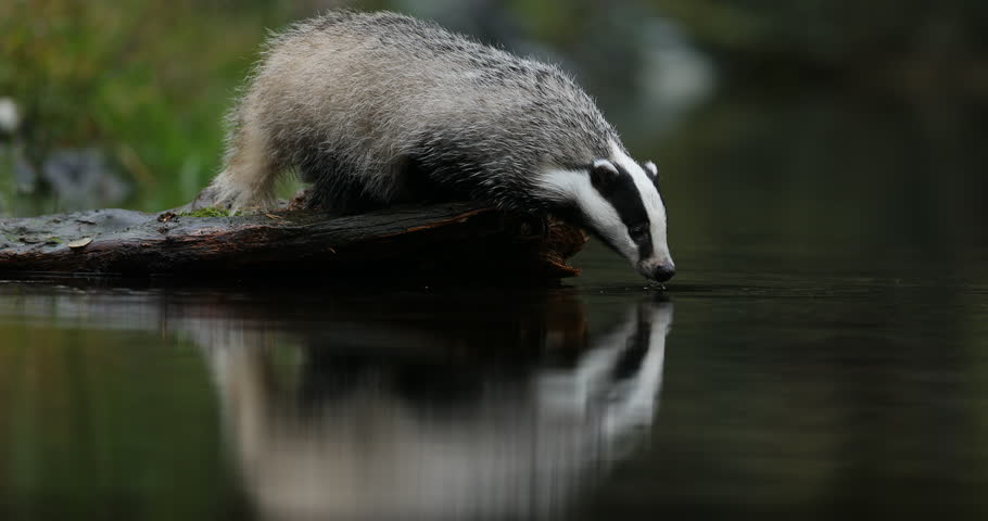 Badger Drinking in Green Forest, Stock Footage Video (100% Royalty-free ...