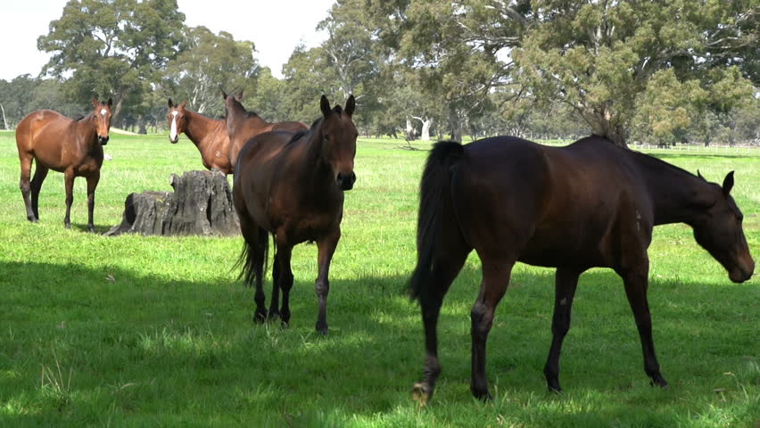 Walking Horse. the Horses Moves Stock Footage Video (100% Royalty-free ...