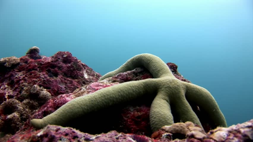 Green Starfish in the ocean image - Free stock photo - Public Domain ...