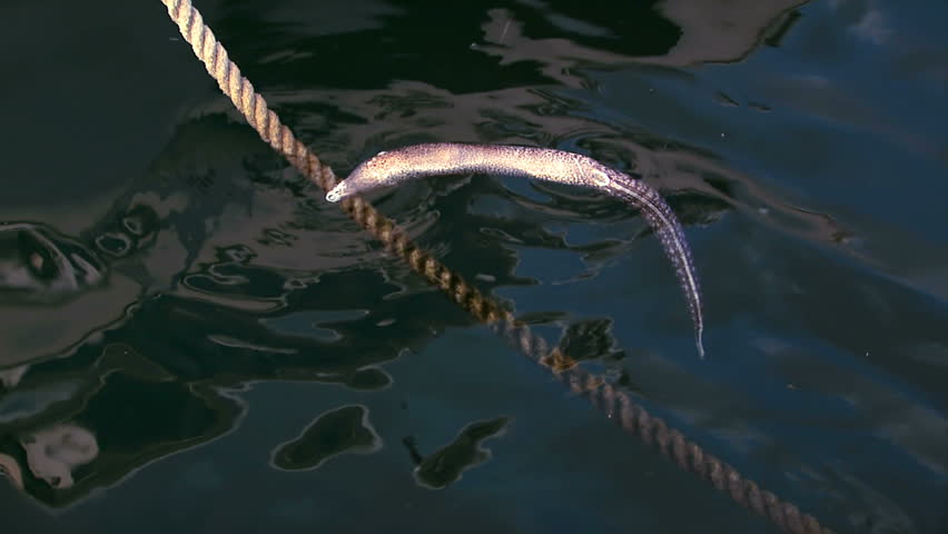 Dead Sea Fish Species