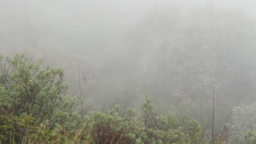 Rain in the Chaparral During Stock Footage Video (100% Royalty-free ...