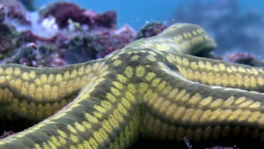 Starfish Macro Video Closeup Underwater On Seabed In Galapagos. Unique ...