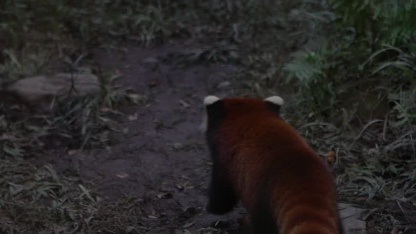 Red Panda image - Free stock photo - Public Domain photo - CC0 Images
