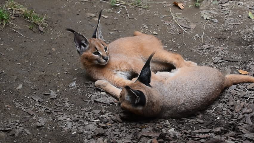Caracal image - Free stock photo - Public Domain photo - CC0 Images