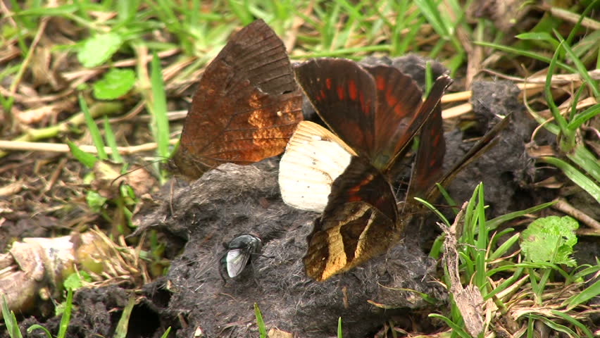 Butterflies Feeding On Animal Feces Stock Footage Video (100% Royalty ...