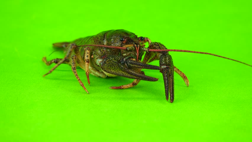 Cockroach Lying On A Green Screen On It's Back Stock Footage Video ...