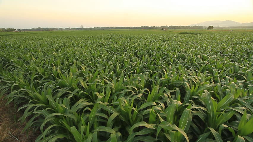 Corn Farm. Crane Shot. Stock Footage Video 3287024 | Shutterstock