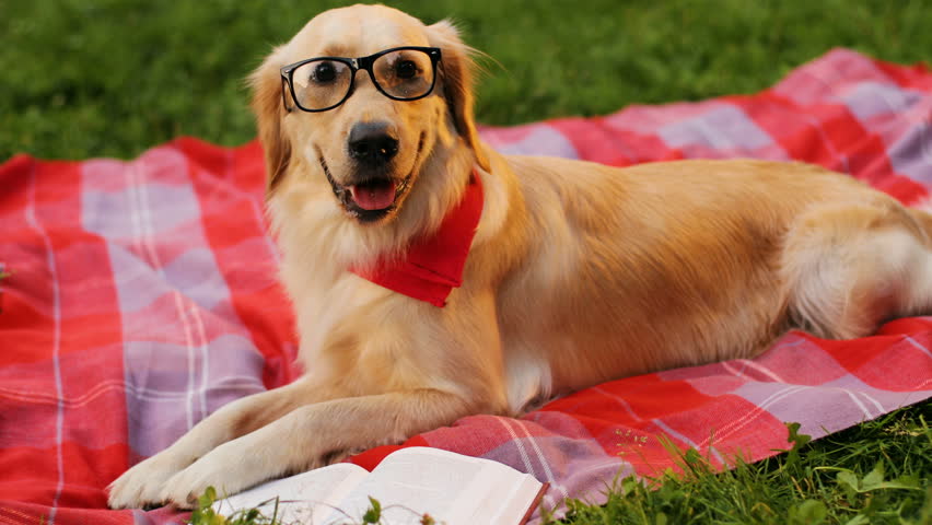 Dog Shivering While Bathing (HD). English Cocker Female Dog Having A ...